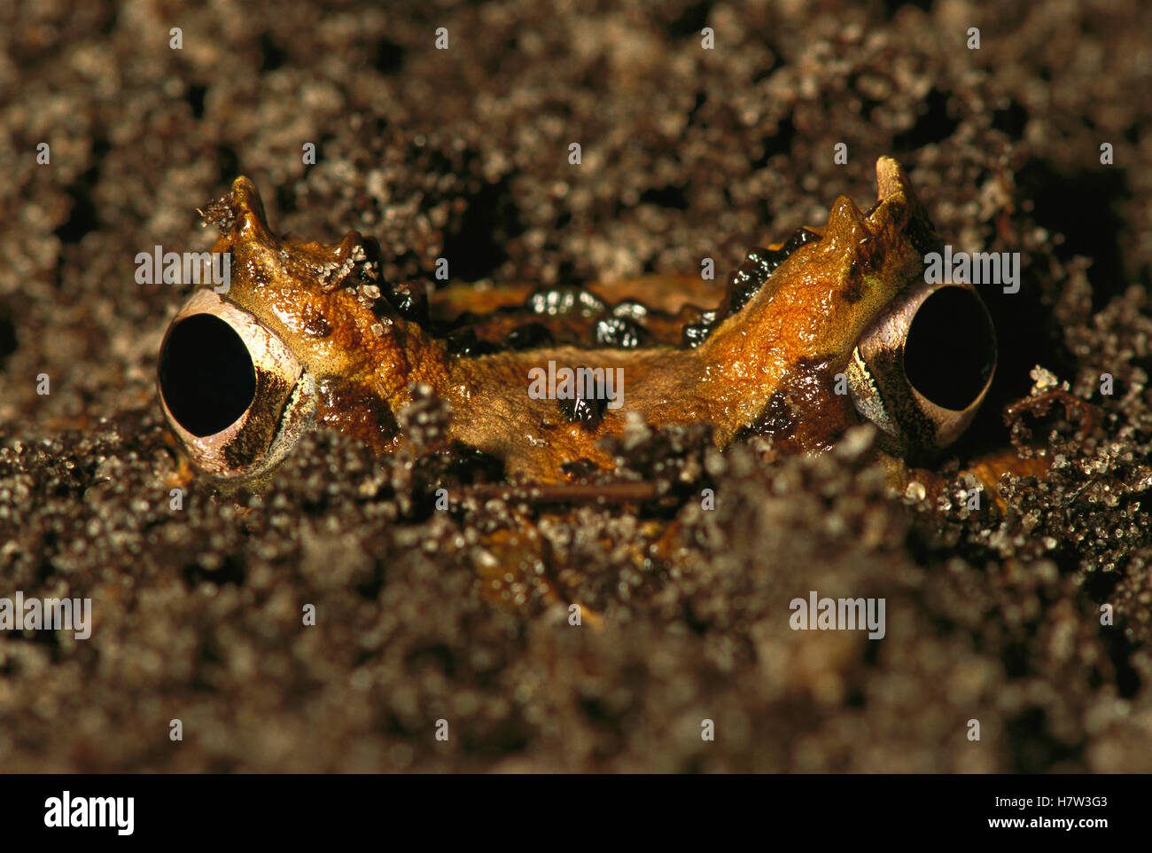 Cranwell's Horned Frog (Ceratophrys cranwelli) buried in soil, native ...