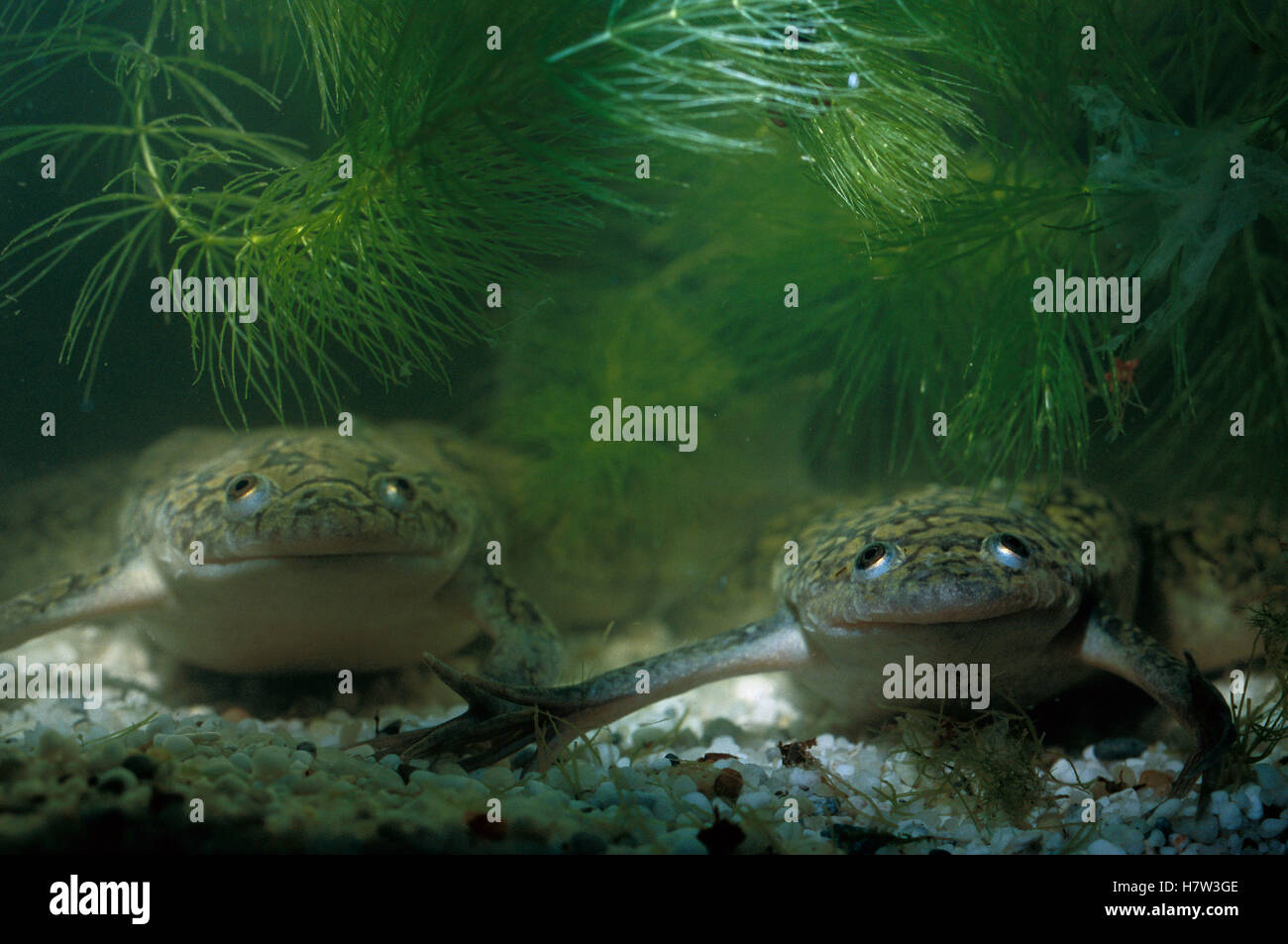 African Clawed Frog (Xenopus laevis) pair underwater, resting on bottom ...