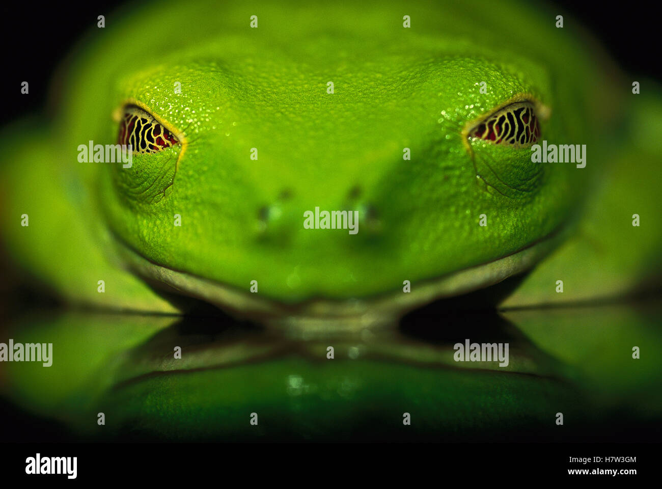 Red-eyed Tree Frog (Agalychnis callidryas) close-up portrait showing ...