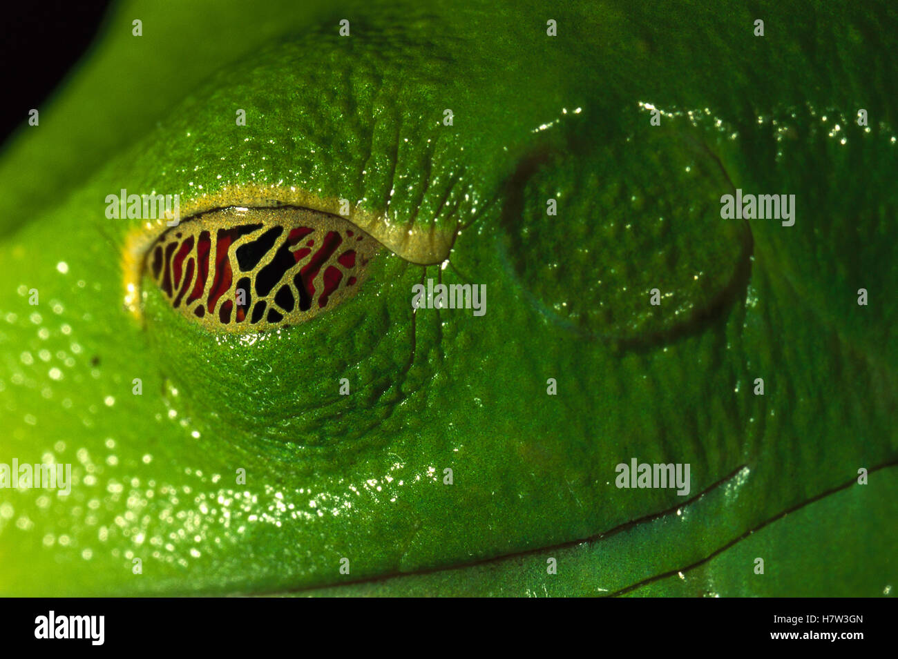 Red-eyed Tree Frog (Agalychnis callidryas) close-up portrait showing ...