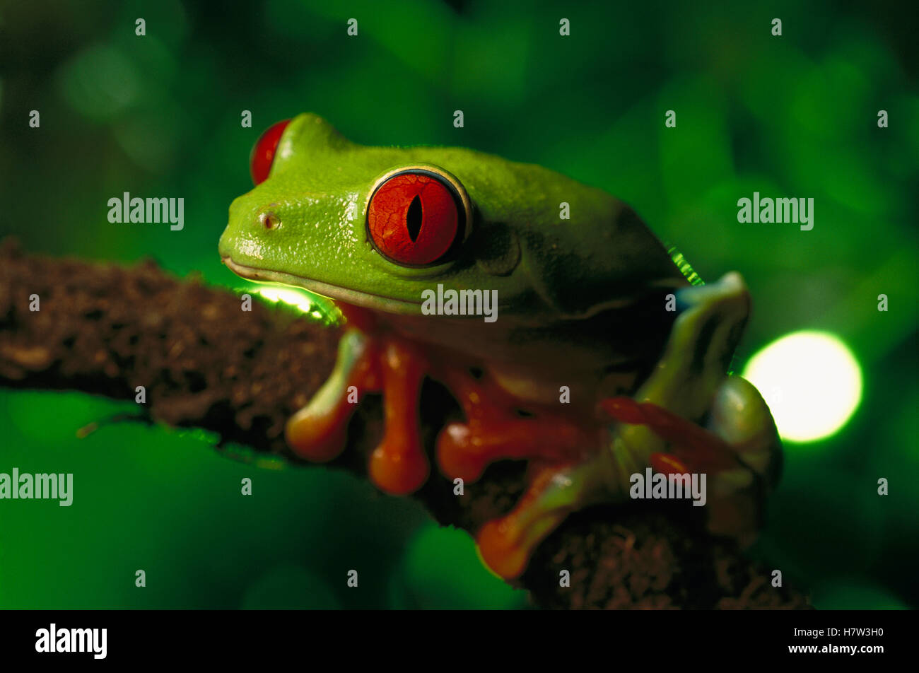Red-eyed Tree Frog (Agalychnis callidryas) portrait sitting on a twig ...