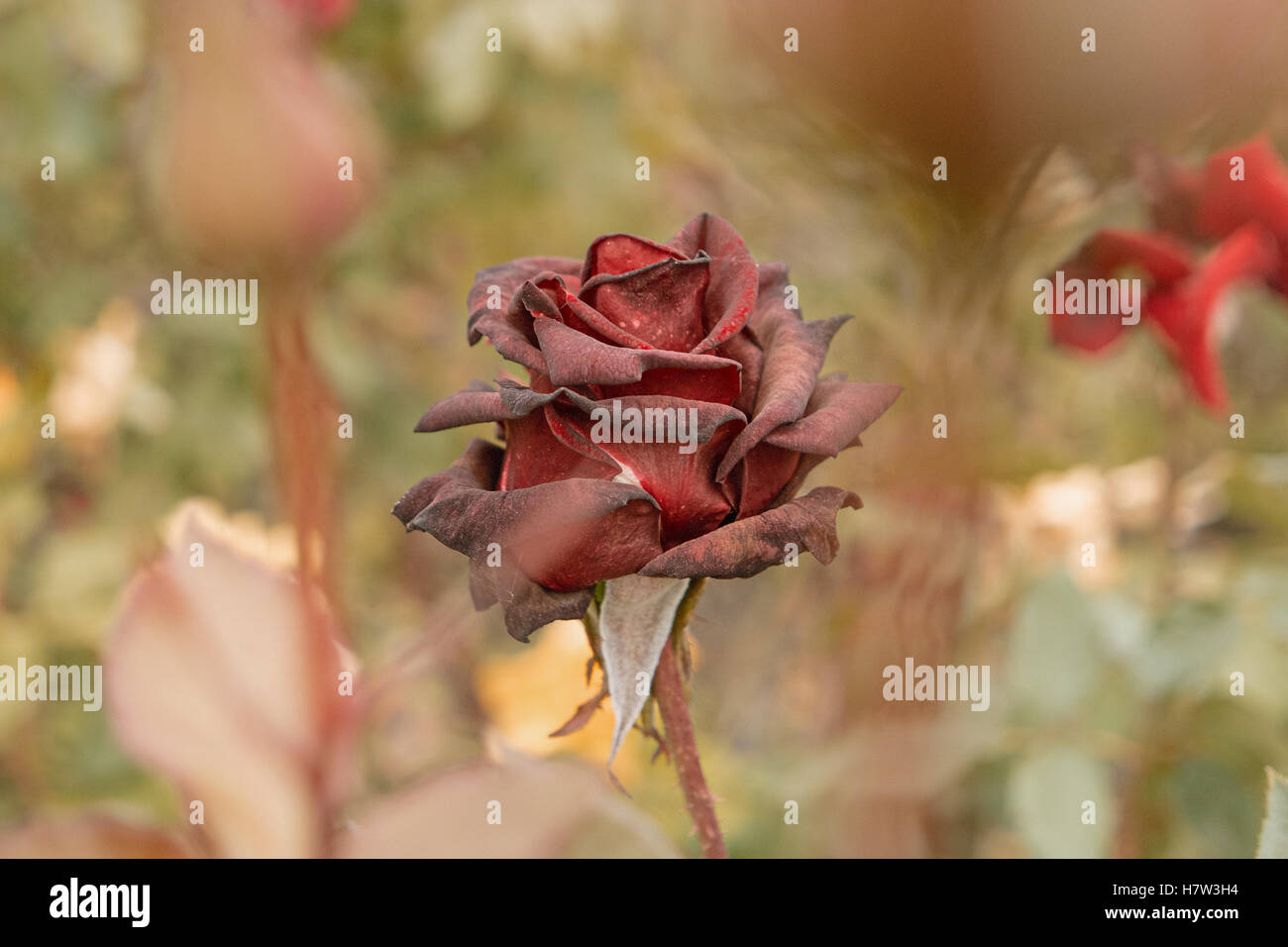 Withered Rose in the garden side view. Dry dead rose flower on rosebush ...