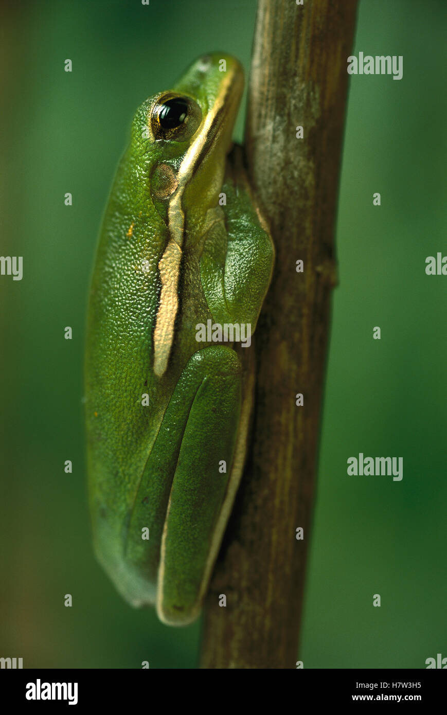Green Tree Frog (Hyla cinerea) resting vertically on plant stem, native ...