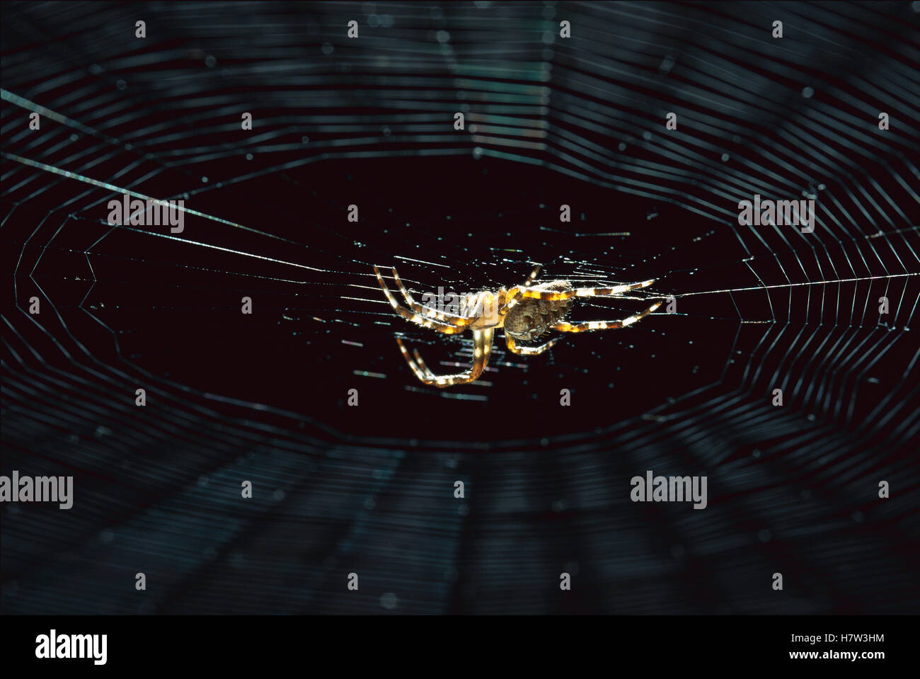 Garden Spider (Araneus sp) in its web native to Europe Stock Photo - Alamy