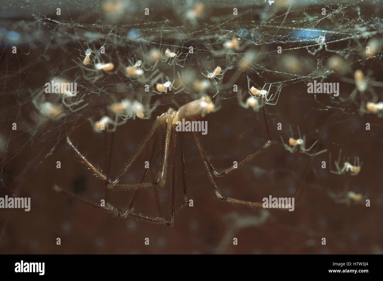 Daddy-Long-Legs Spider (Pholcus phalangioides) female spider with ...