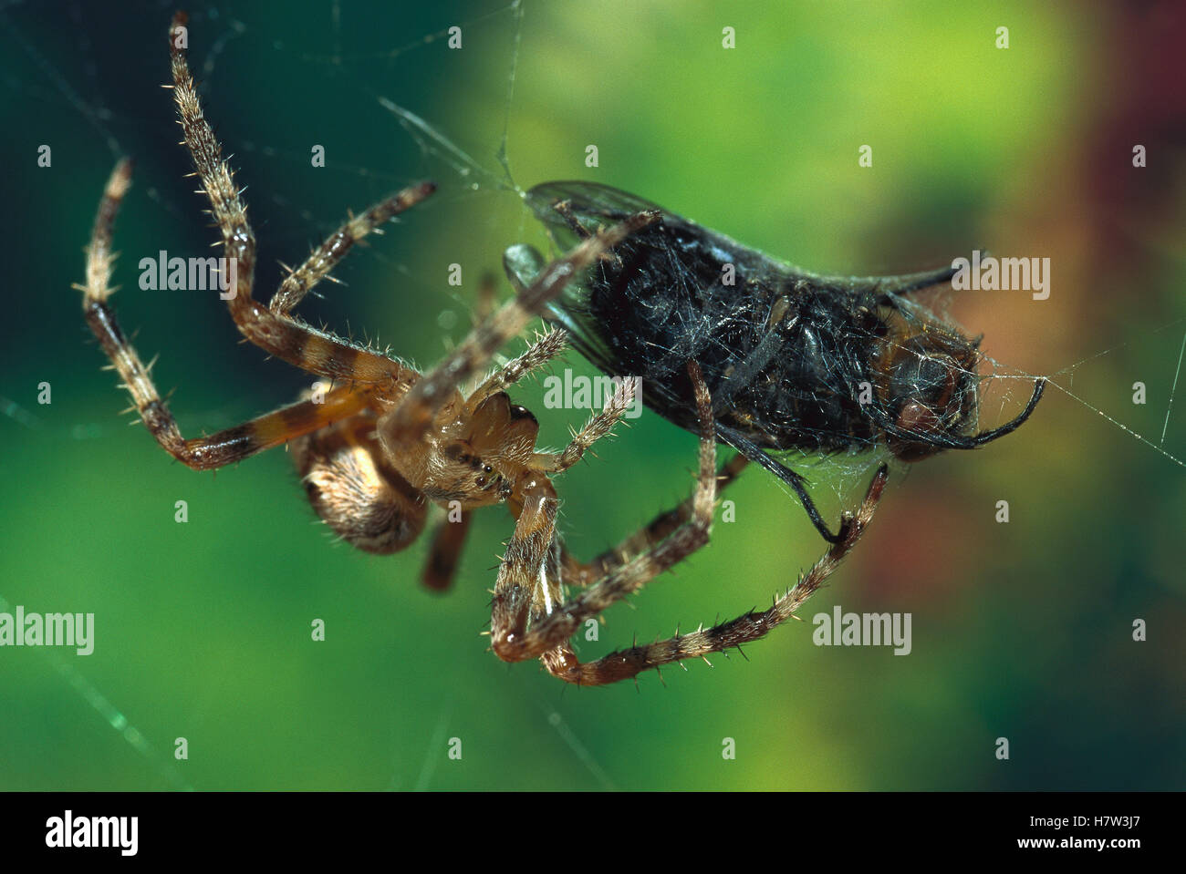 Garden Spider (Araneus sp) spinning a Fly it has caught in its web ...