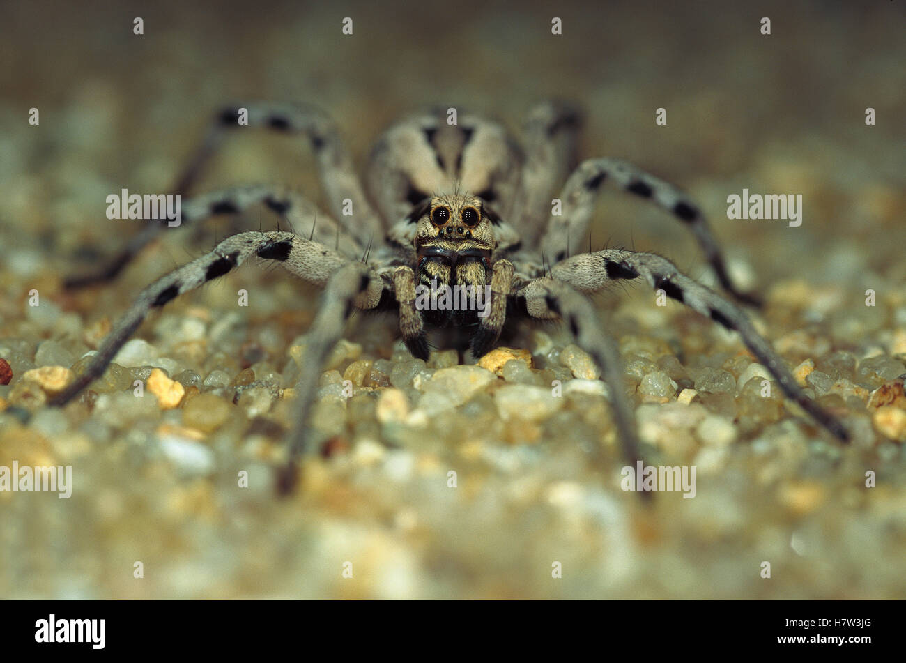 Wolf Spider (Lycosa tarantula) portrait on sand, native to Europe Stock ...