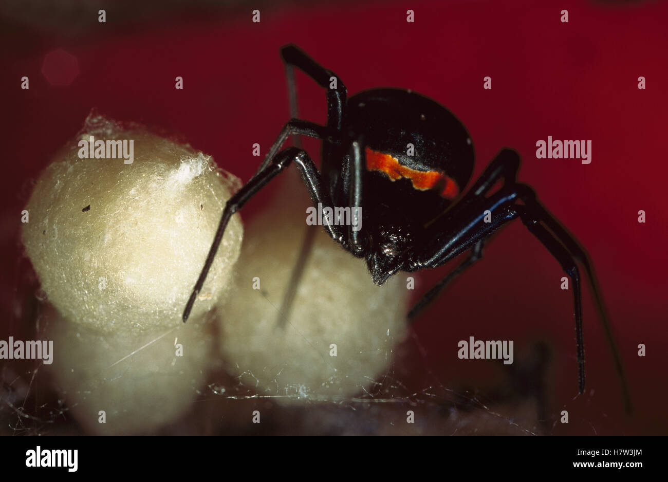 Western Black Widow (Latrodectus hesperus) female with her cocoons full ...