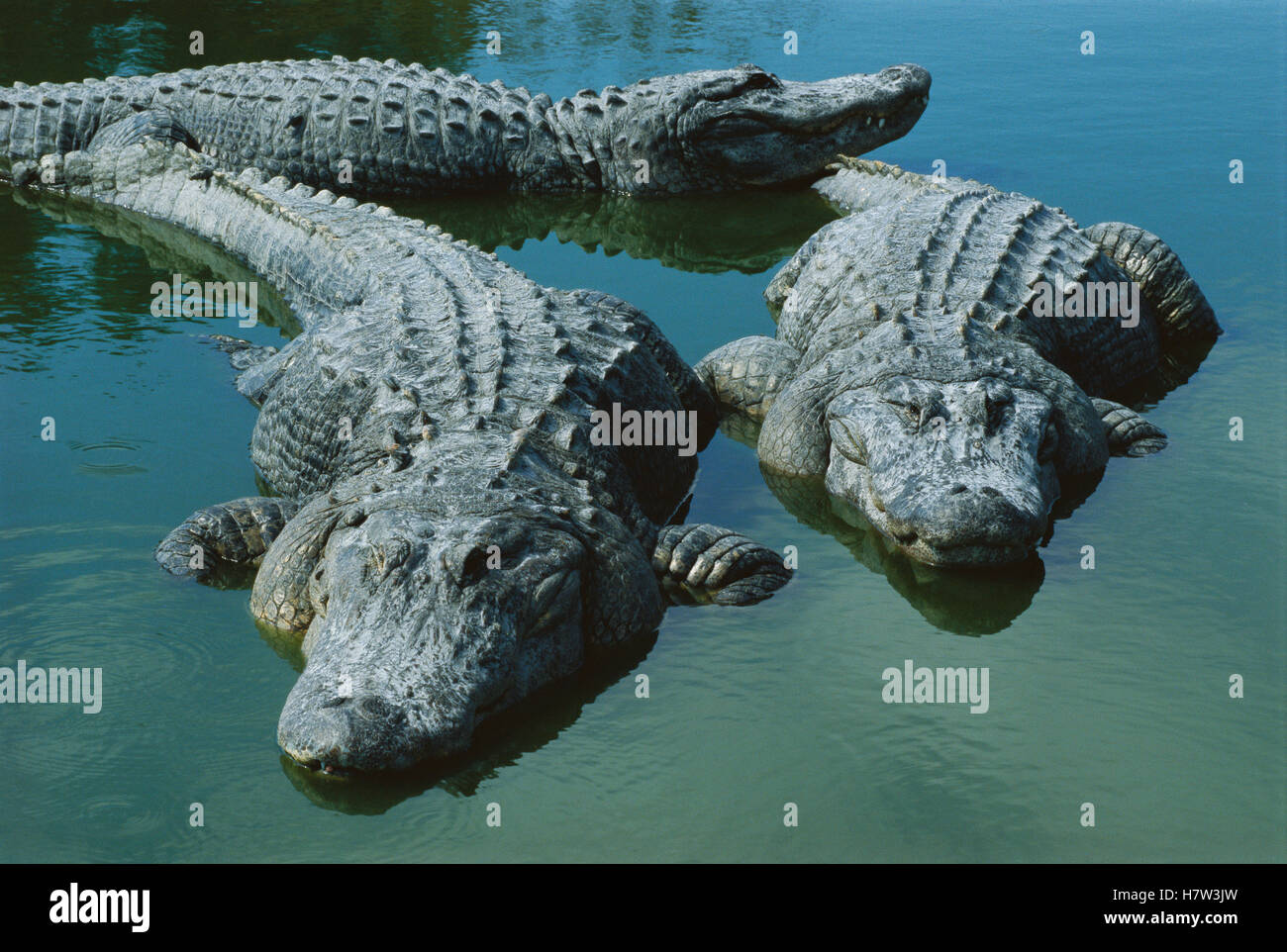 American Alligator (Alligator mississippiensis) three large adults ...