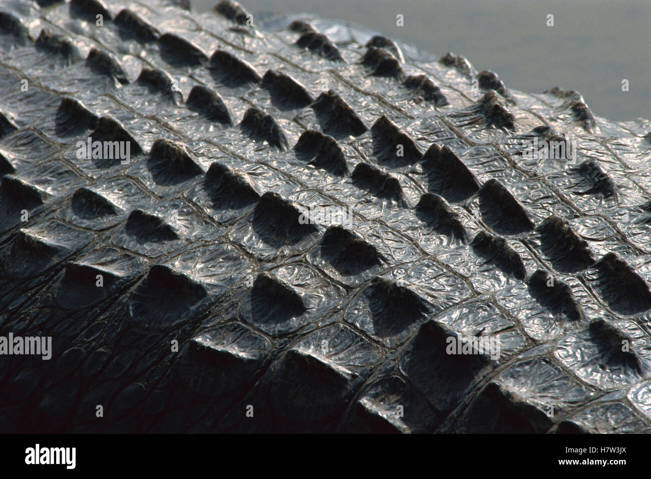 American Alligator (Alligator mississippiensis) detail of skin on back ...
