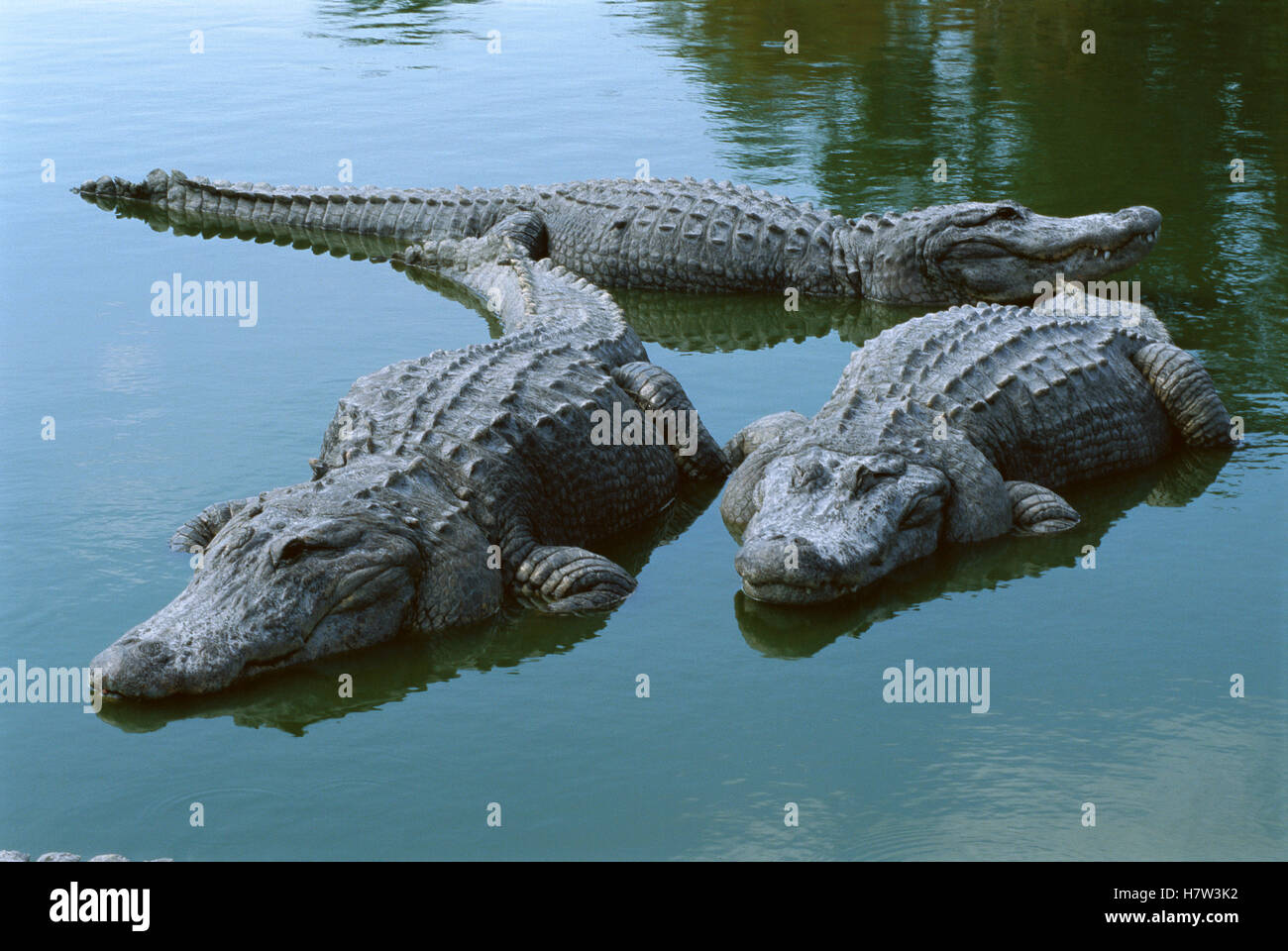 American Alligator (Alligator mississippiensis) three large adults ...