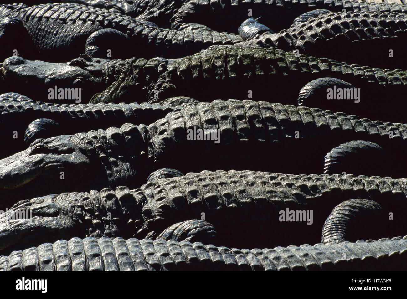 American Alligator (Alligator mississippiensis) group laying in close ...