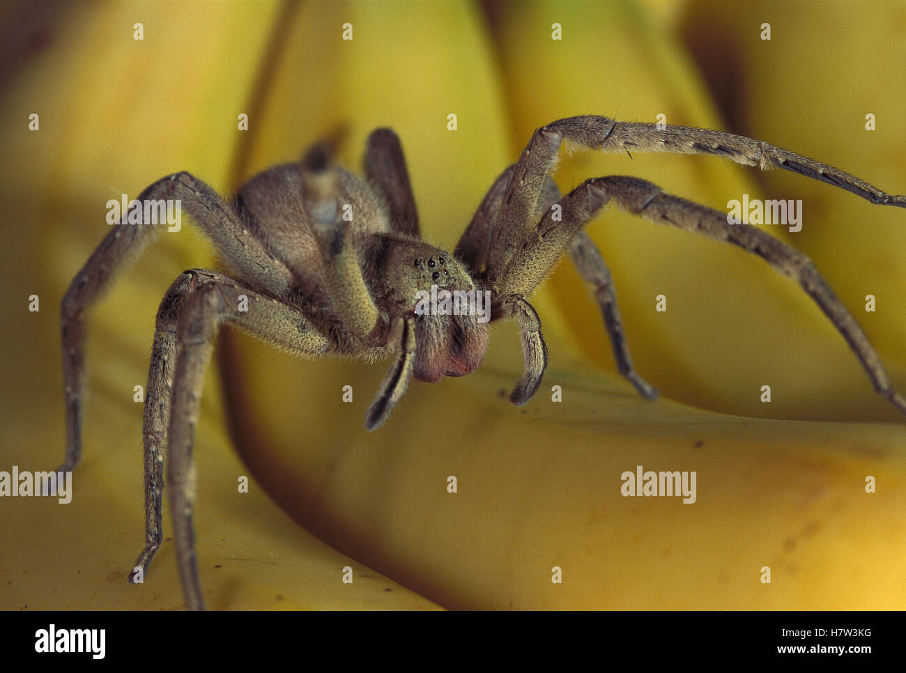 Wandering Spider (Phoneutria boliviensis) walking on bananas, native to ...