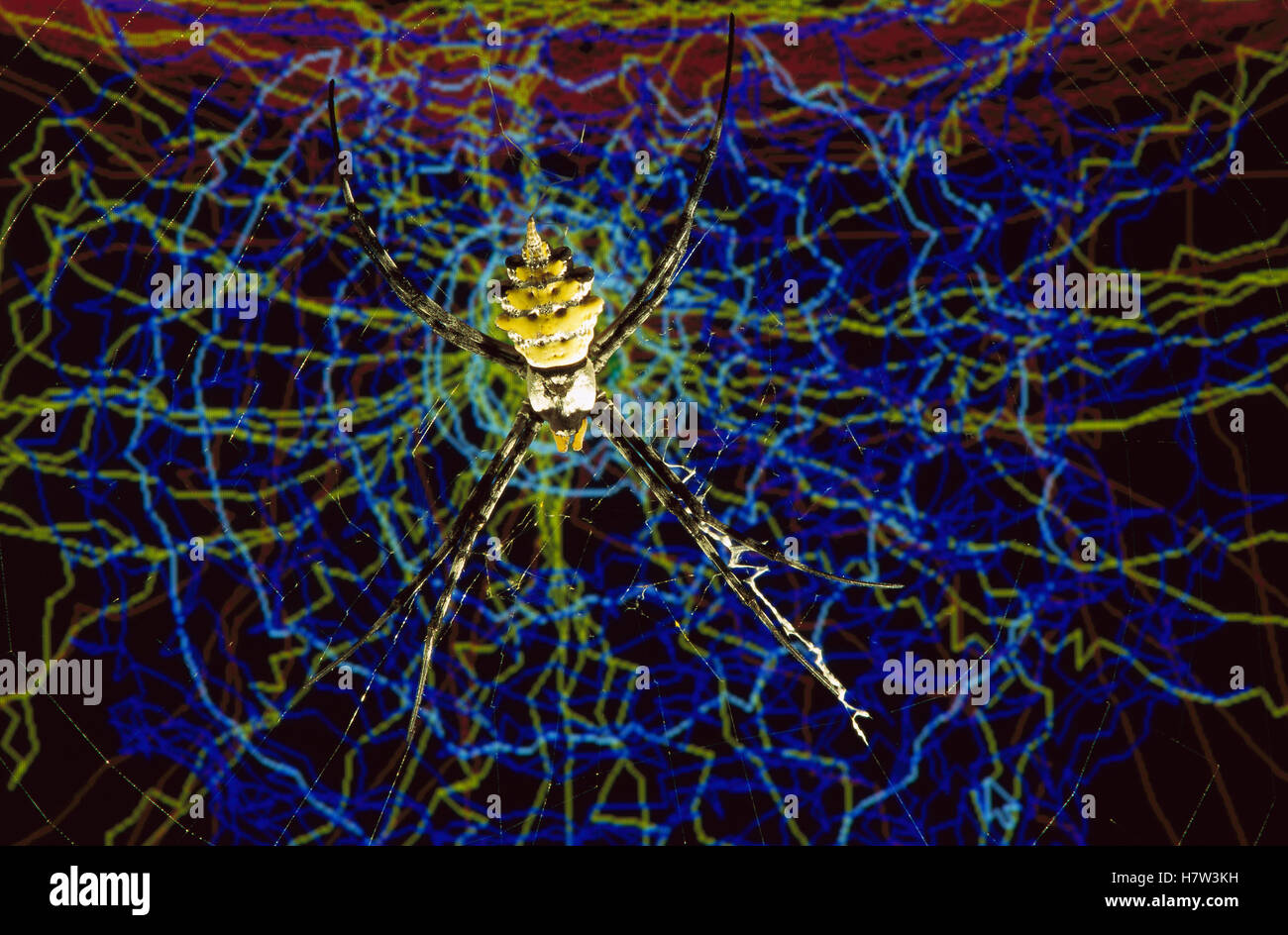 Spider research, a computer simulation of a Spider spinning its web is ...