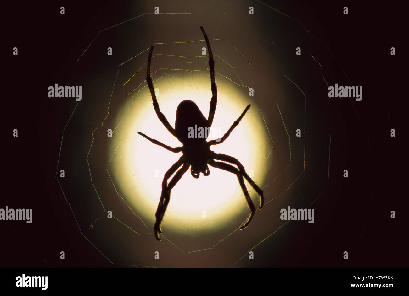 Garden Spider (Araneus sp) silhouetted in its web, native to Europe ...