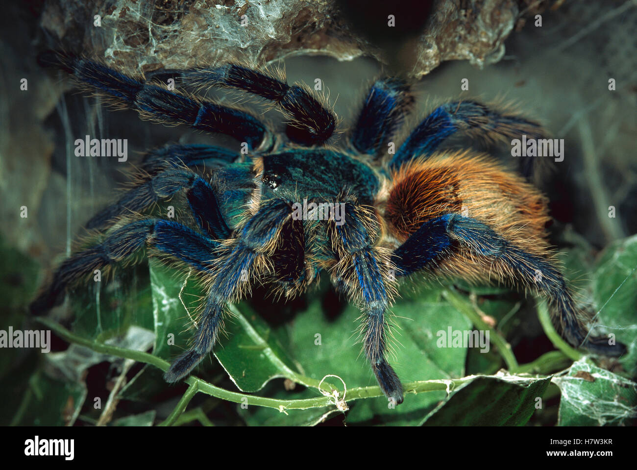 Greenbottle Blue Tarantula (Chromatopelma cyaneopubescens) portrait ...