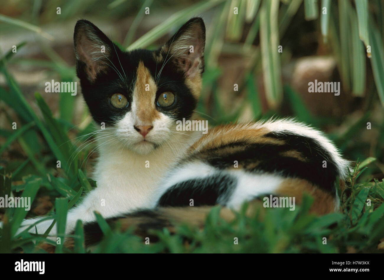 Domestic Cat (Felis catus) juvenile resting in dense vegetation in a ...