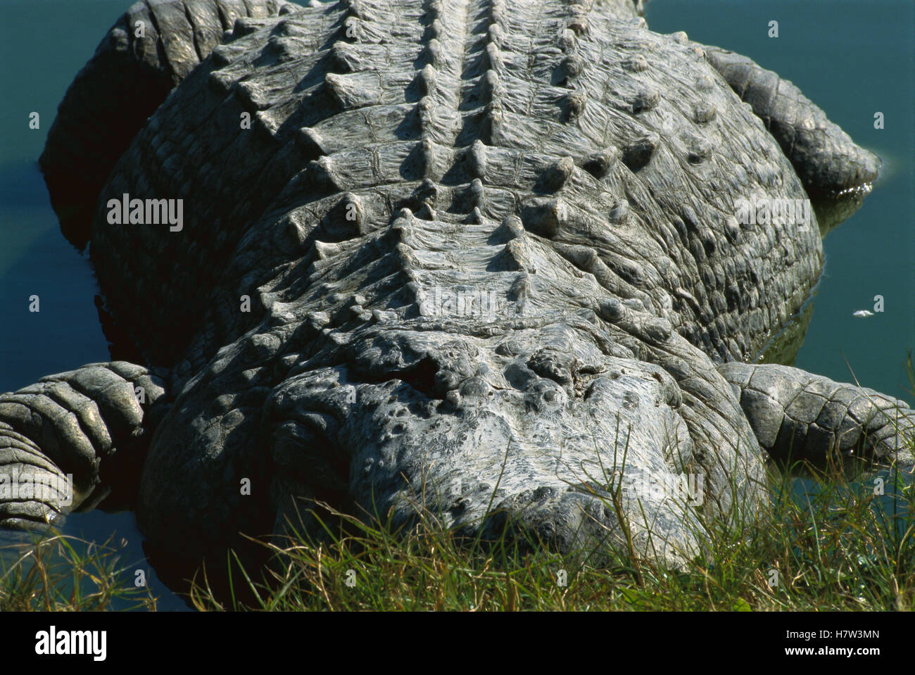 American Alligator (Alligator mississippiensis) old adult resting on ...