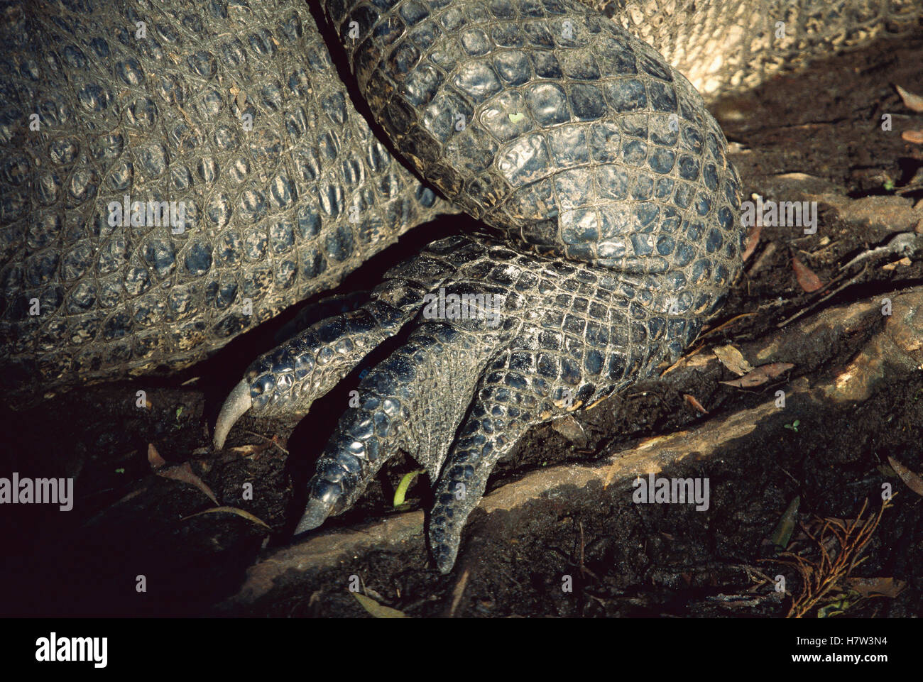 American Alligator (Alligator mississippiensis) close-up of hind leg, a ...