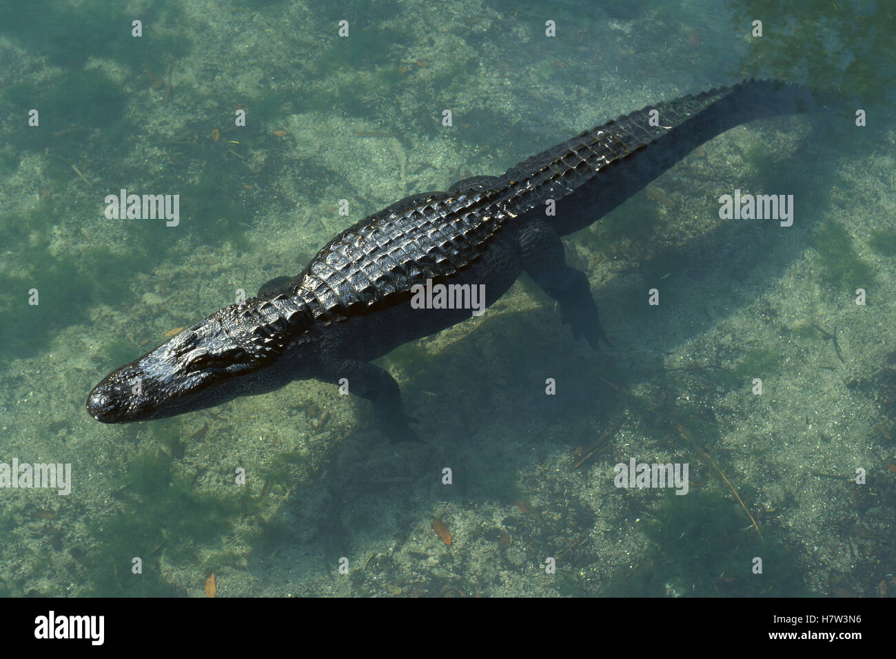 American Alligator (Alligator mississippiensis) floating in shallow ...