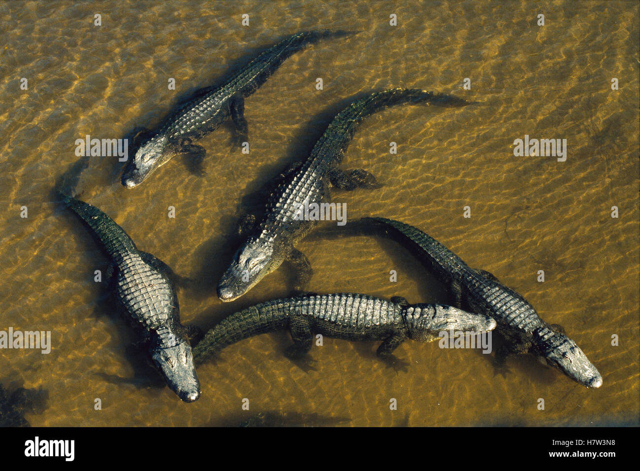 American Alligator (Alligator mississippiensis) group in shallow water ...
