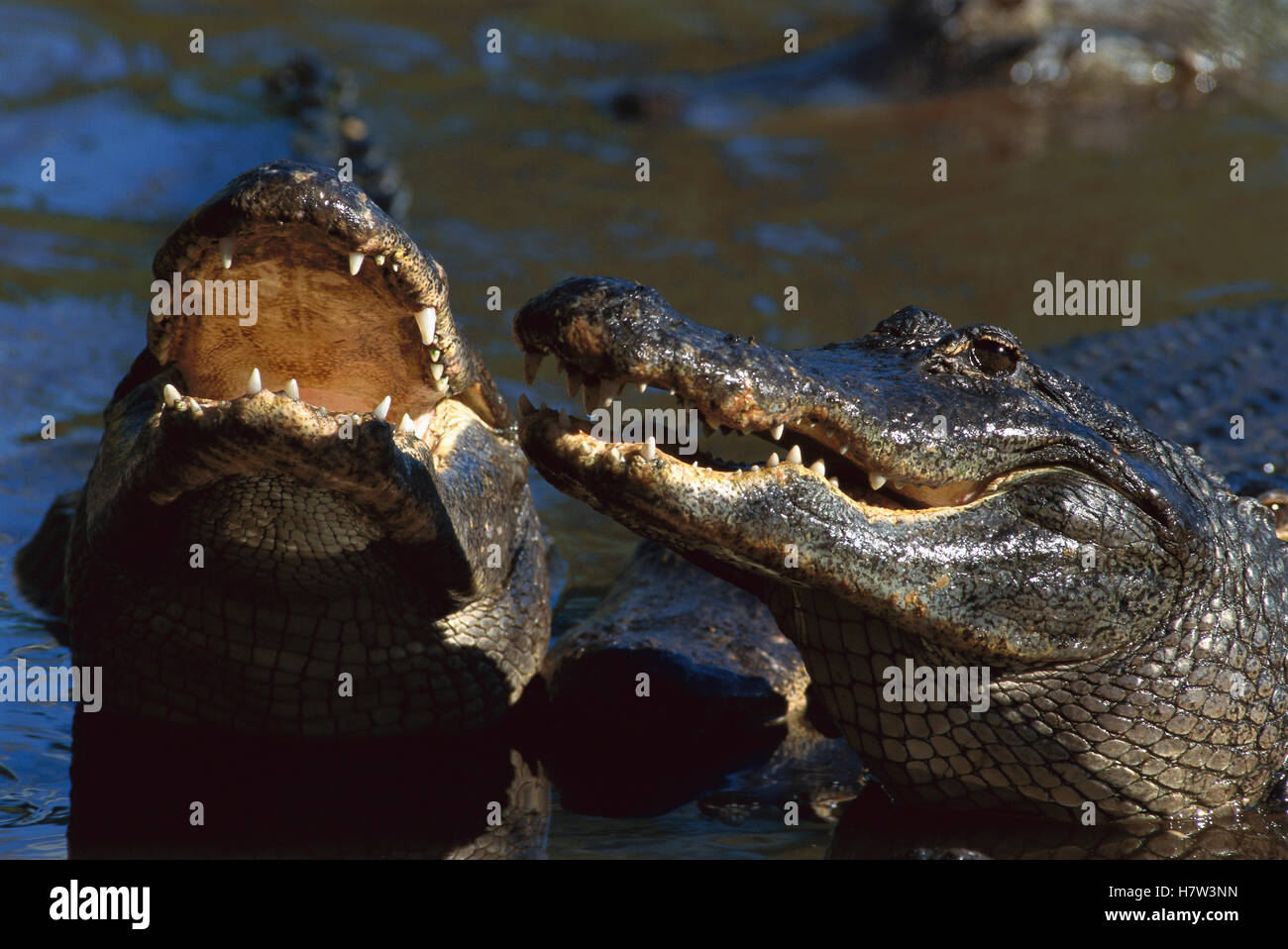 American Alligator (Alligator mississippiensis) pair coming out of the ...