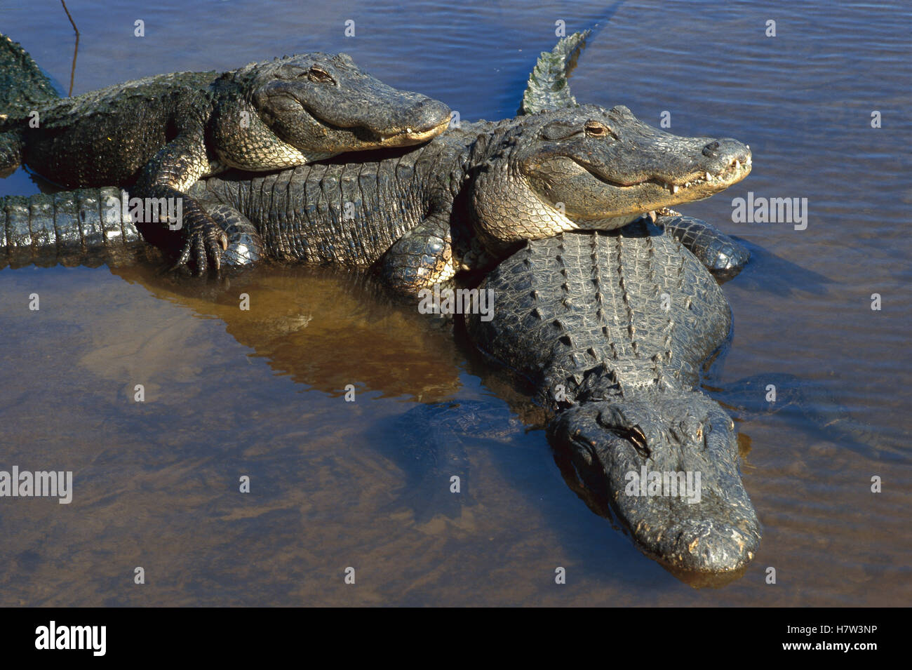 American Alligator (Alligator mississippiensis) three adults, laying in ...