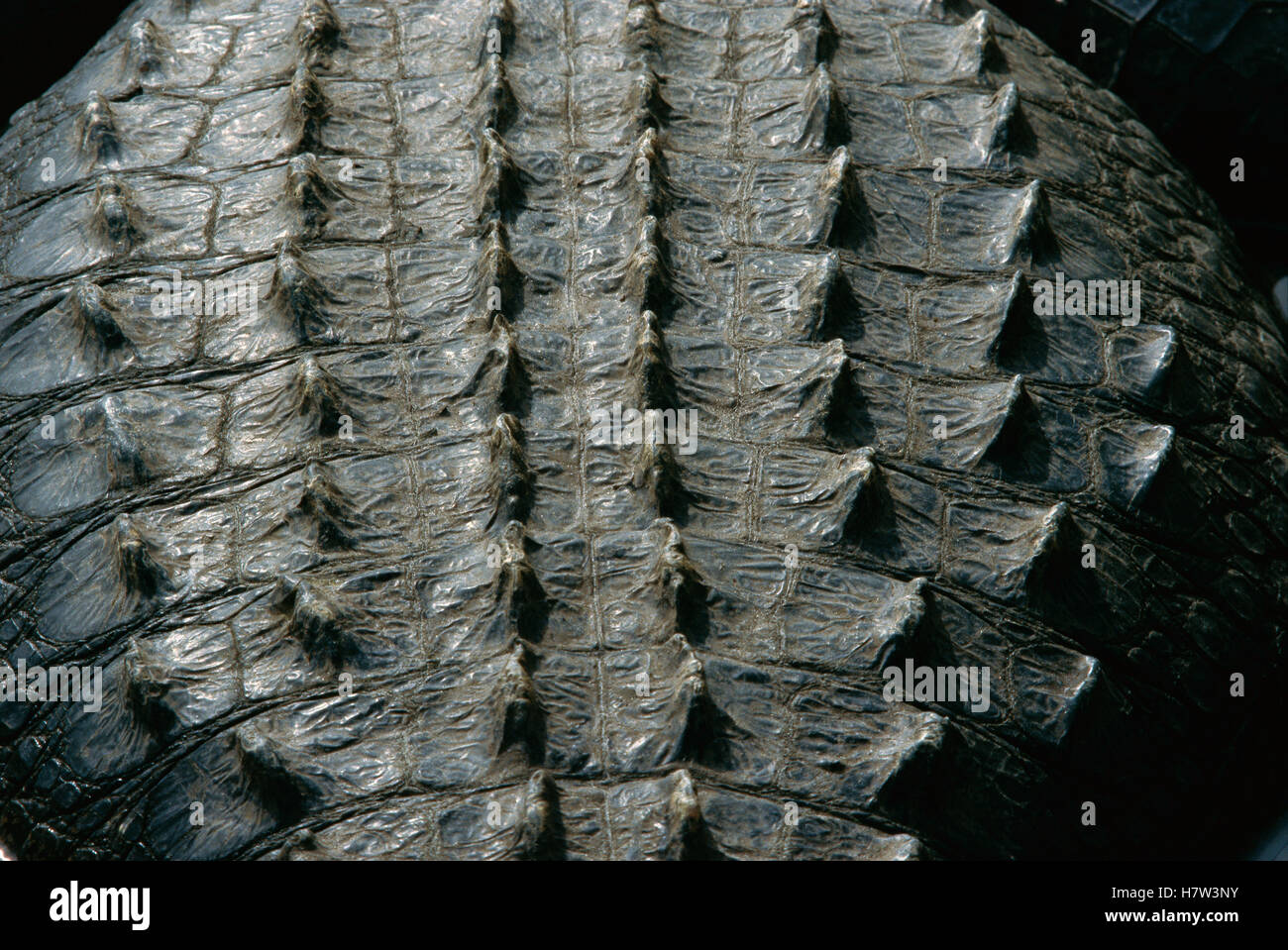 American Alligator (Alligator mississippiensis) detail of skin on back ...