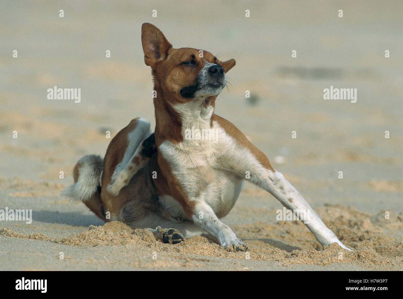 Domestic Dog (Canis familiaris) sitting on the beach, scratching with ...