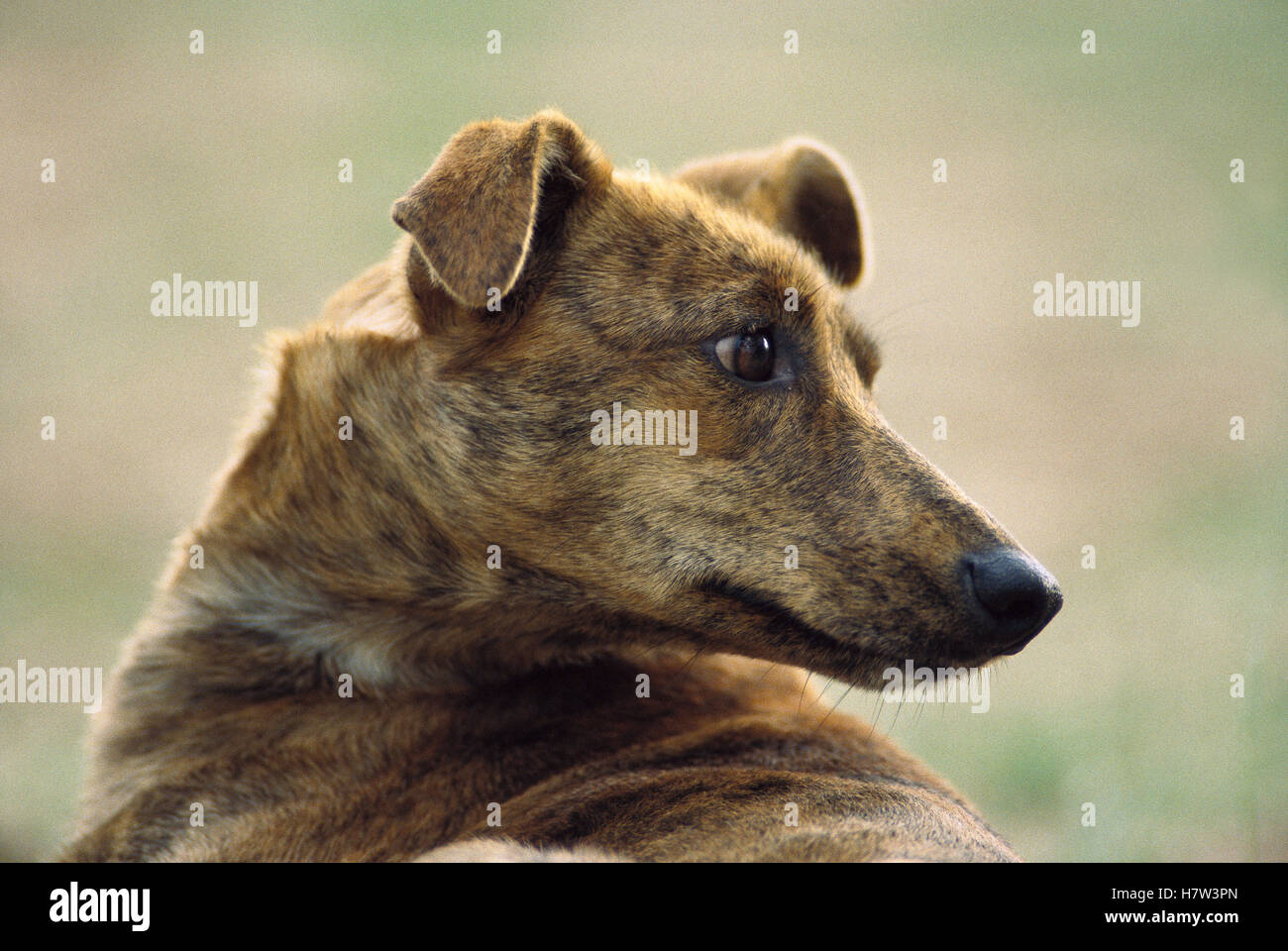 Domestic Dog (Canis familiaris) portrait of a young female, Monte Gordo ...