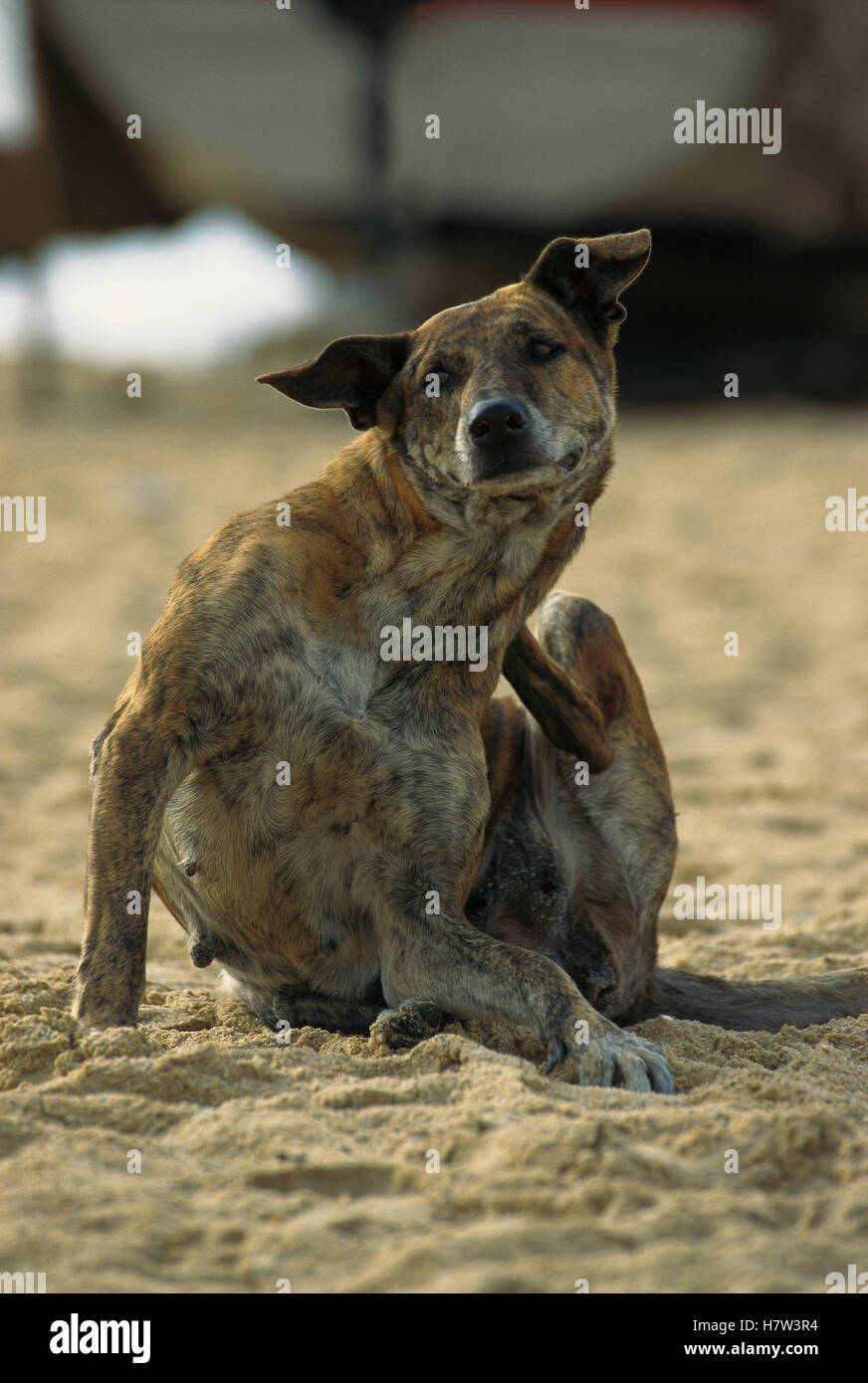 Domestic Dog (Canis familiaris) young female scratching with her hind ...