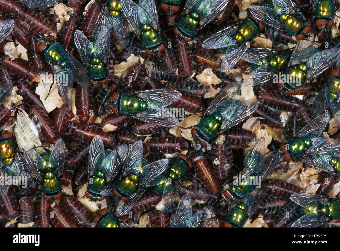 Greenbottle Fly (Lucilia caesar) mass of newly hatched flies on cocoons ...
