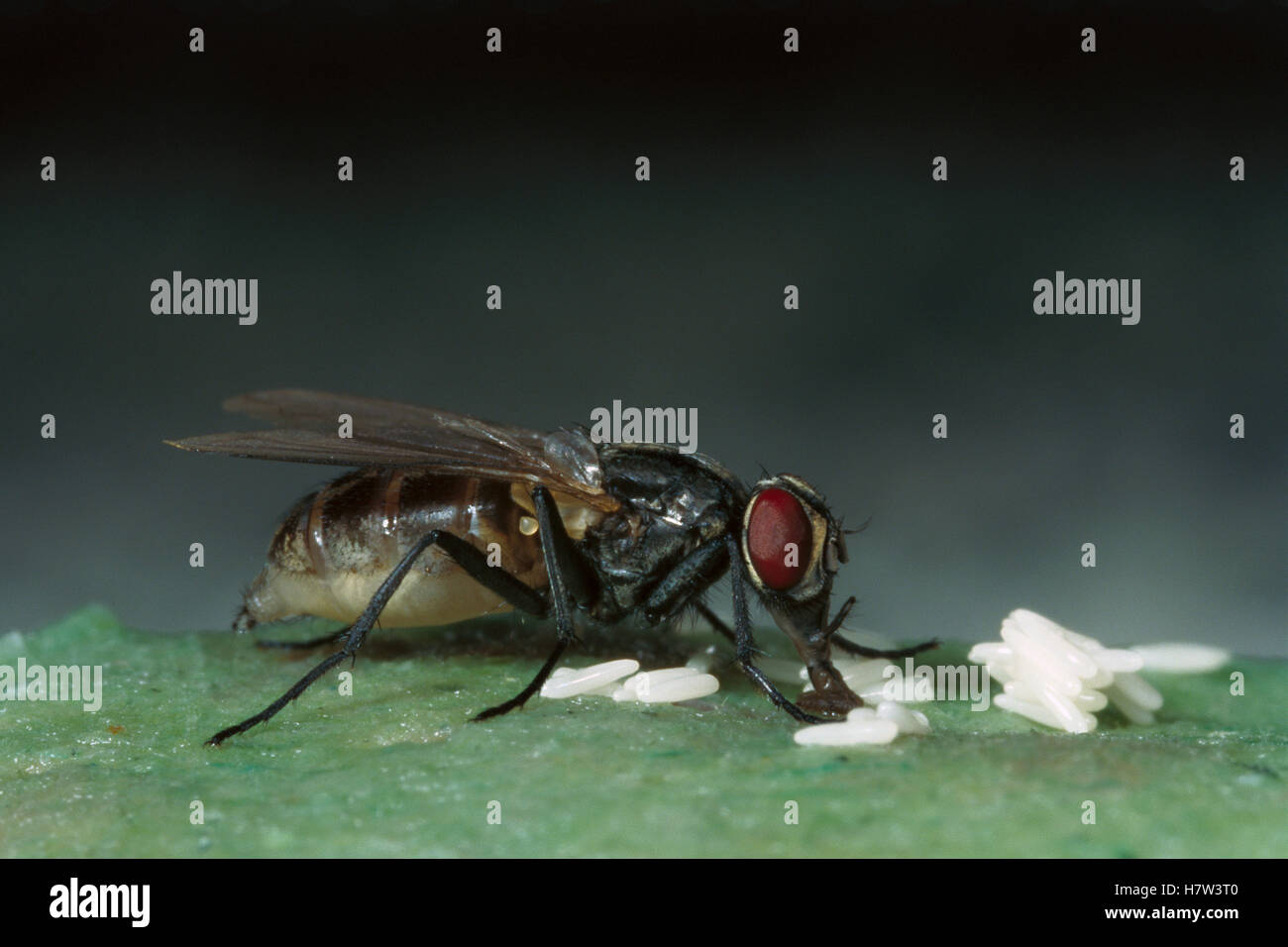 House Fly (Musca domestica) with her freshly laid eggs, worldwide ...