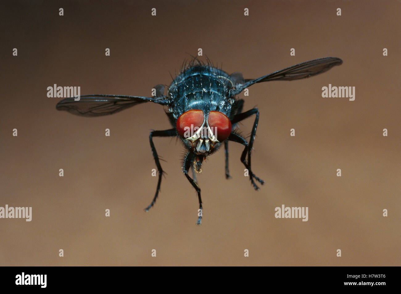 Blue Bottle Fly (Calliphora erythrocephala) flying, worldwide ...