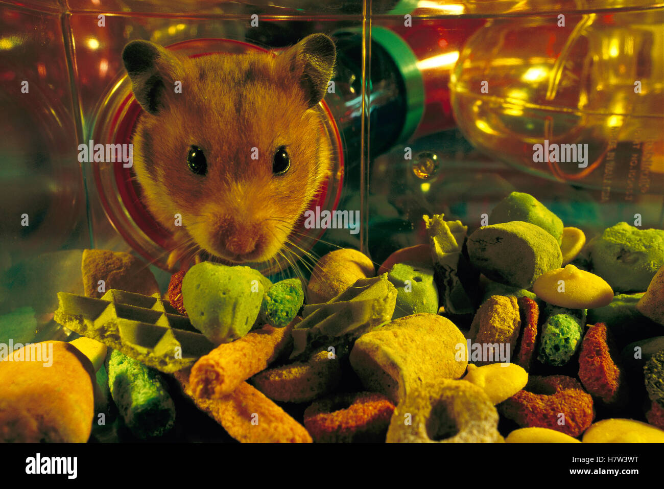 Golden Hamster (Mesocricetus auratus) looking into its food store with ...