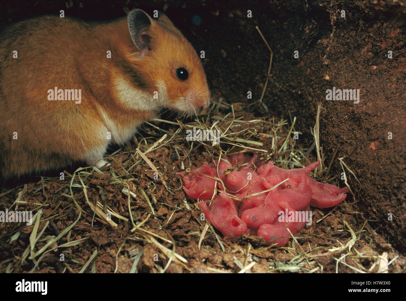 Golden Hamster (Mesocricetus auratus) mother with newborn young in nest ...