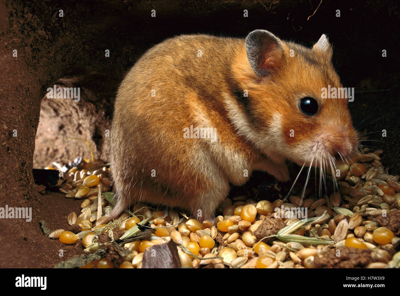 Golden Hamster (Mesocricetus auratus) sitting in its subterranean food ...
