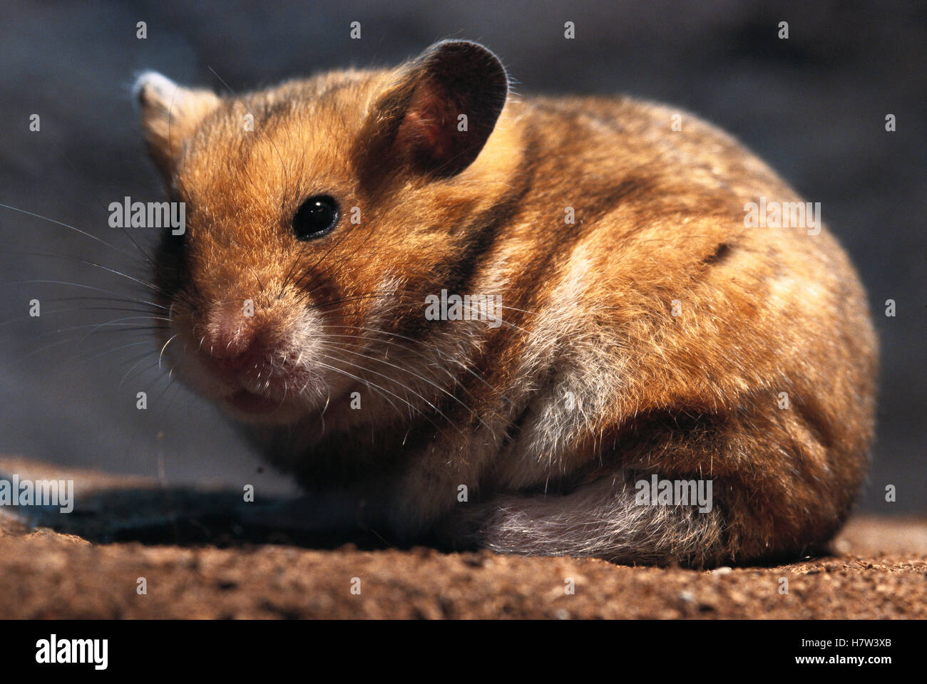 Golden Hamster (Mesocricetus auratus) portrait of a male sitting Stock ...