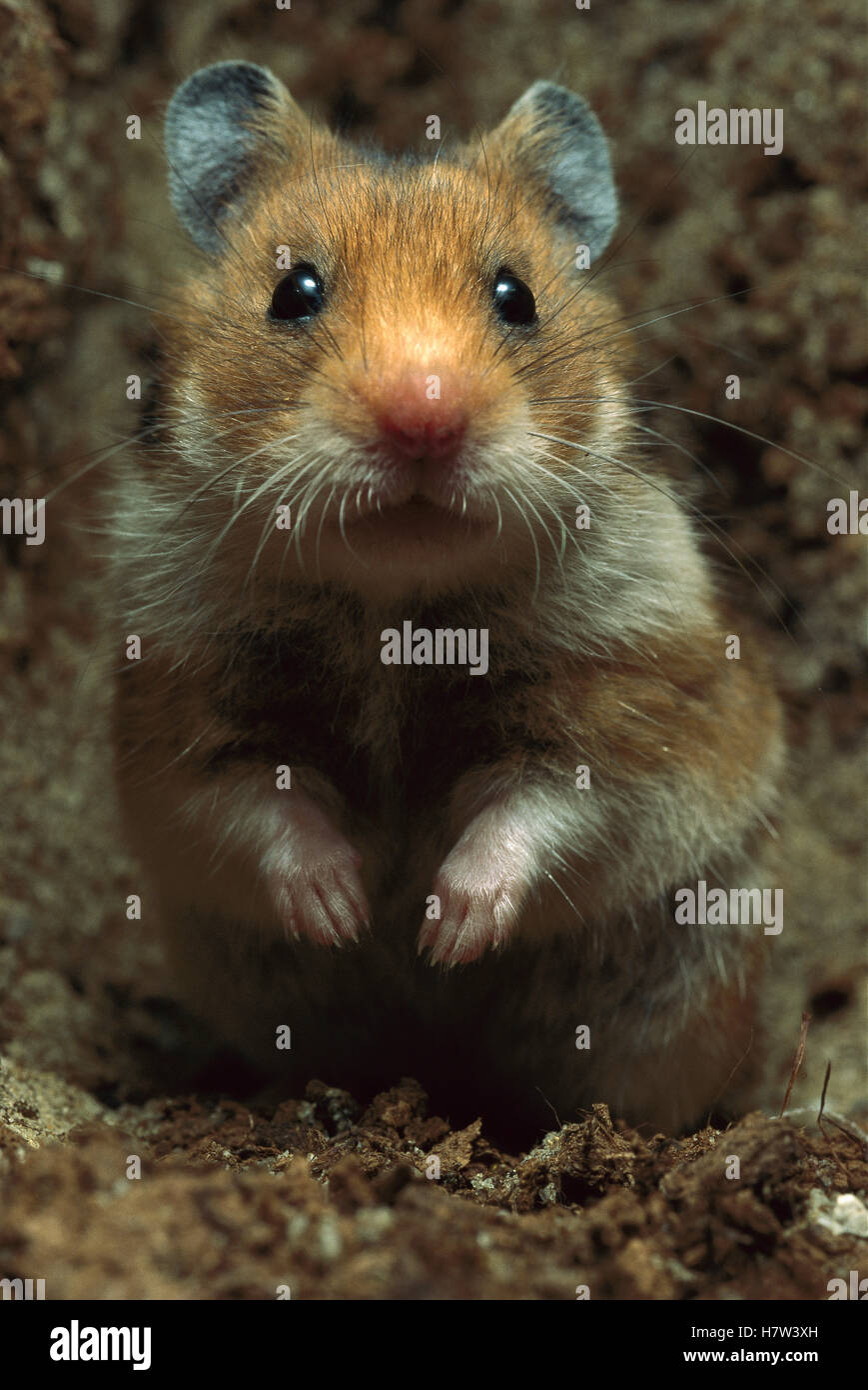 Golden Hamster (Mesocricetus auratus) portrait Stock Photo - Alamy