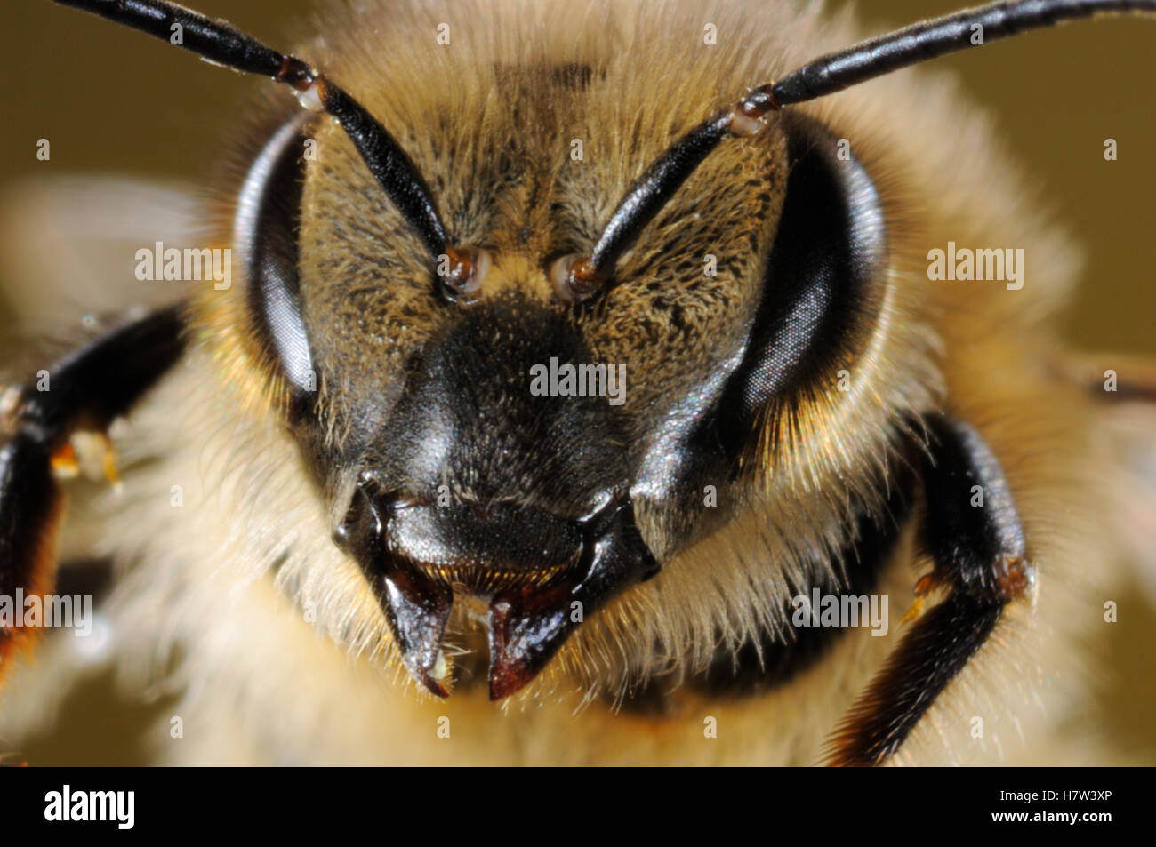 Honey Bee (Apis mellifera) female worker, Bee Station at the Bavarian ...