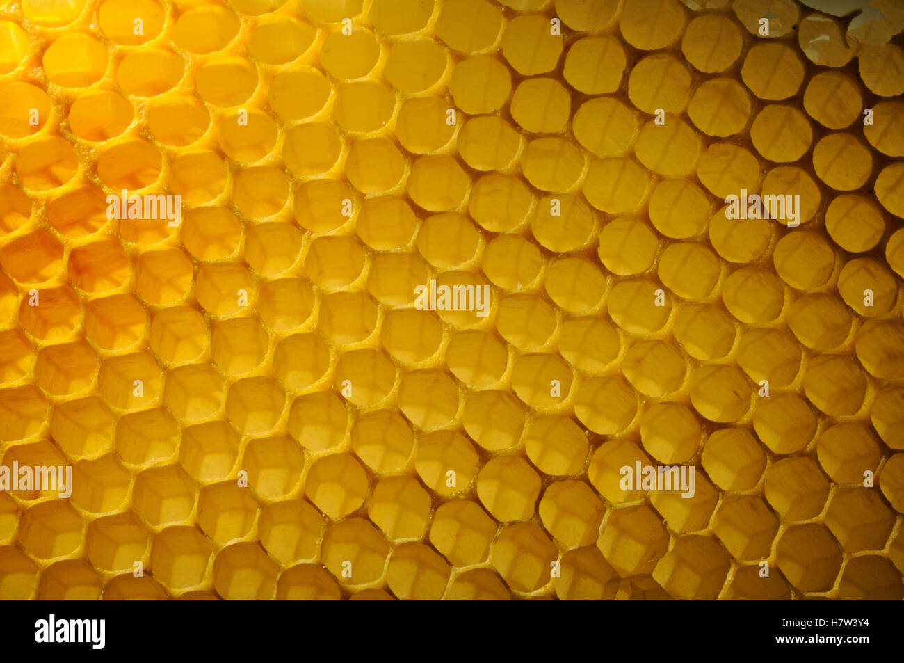 Honey Bee (Apis mellifera) honeycomb structure with empty cells, Bee ...