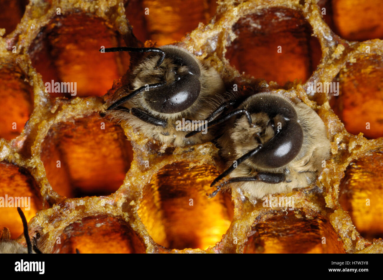 Honey Bee (Apis mellifera) pair of drone males hatching out of brood ...