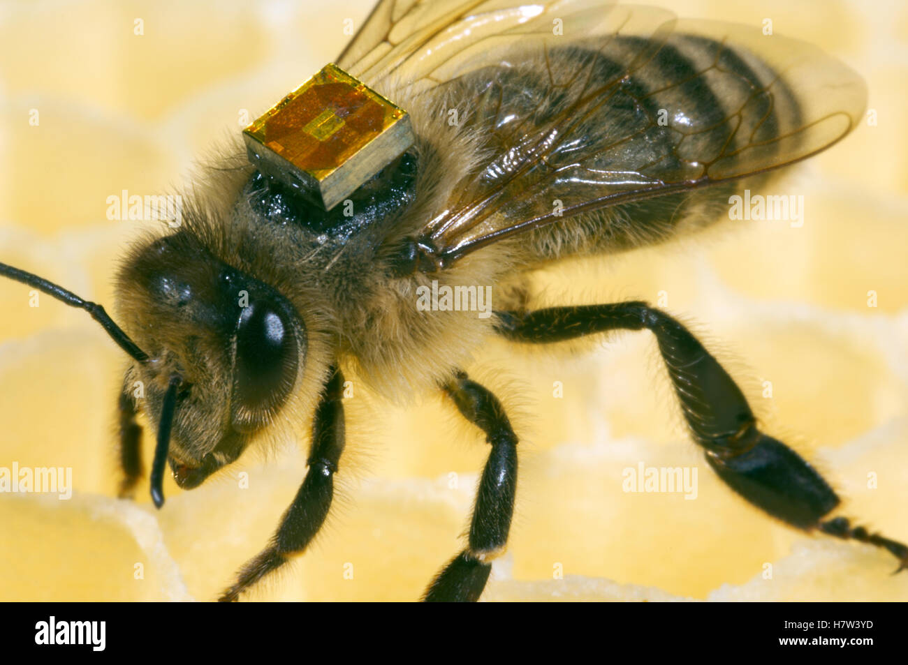 Honey Bee (Apis mellifera) with a RFID-Chip on it's back, Bee Station ...