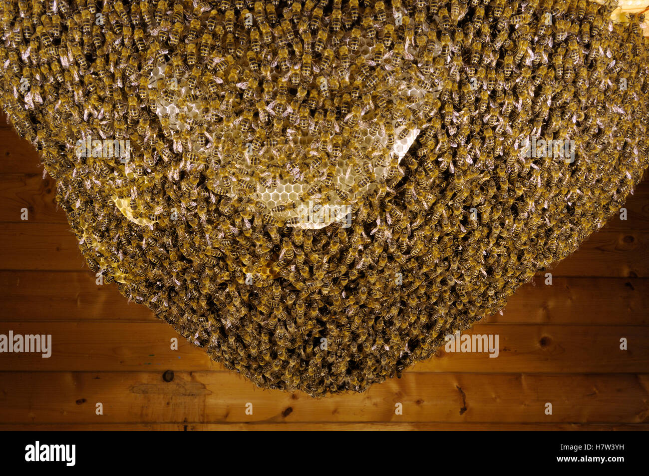 Honey Bee (Apis mellifera) natural beehive, built in wooden hut in the ...