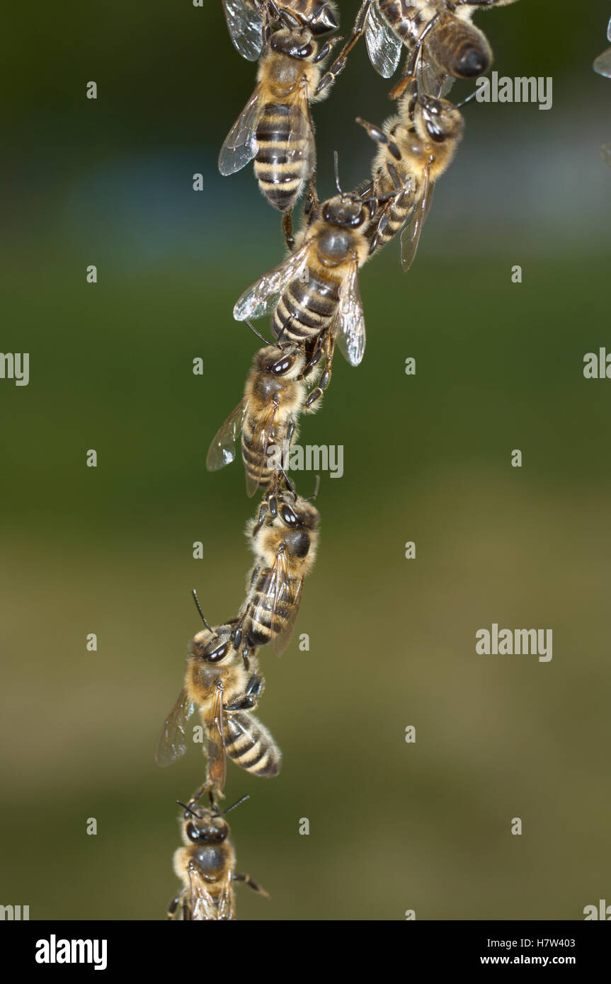 Honey Bee (Apis mellifera) chains made to repair honeycomb, Bee Station ...