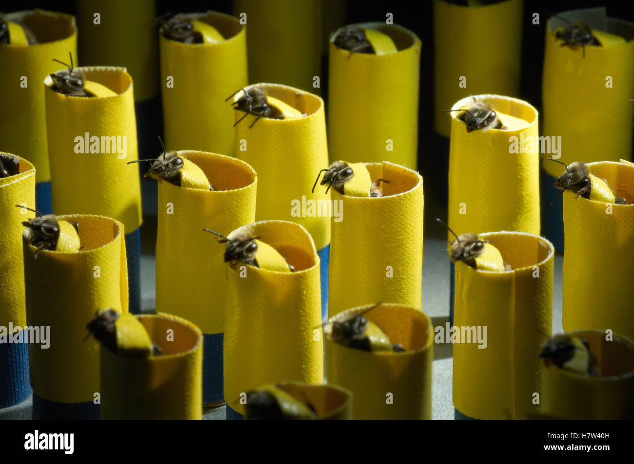 Honey Bee (Apis mellifera) taped to husks to be conditioned to out ...