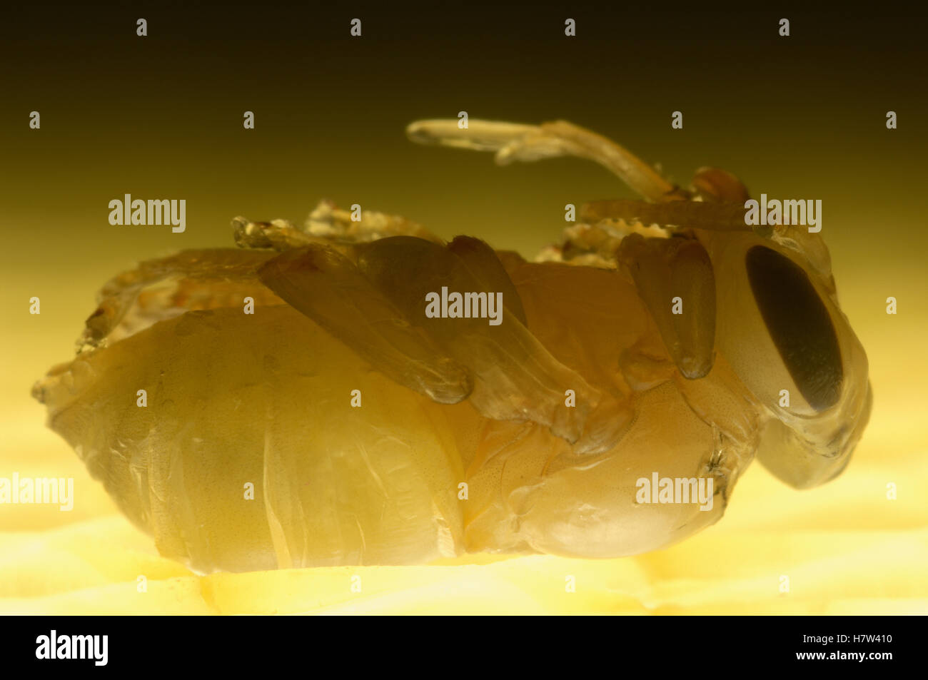 Honey Bee (Apis mellifera) pupa, about 18 days old, Bee Station at the ...