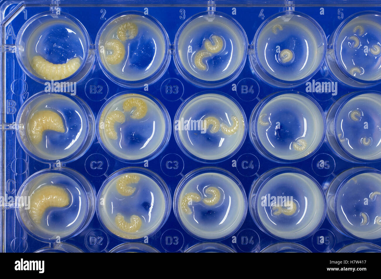 Honey Bee (Apis mellifera) larvae bred in vitro, Bee Station at the ...