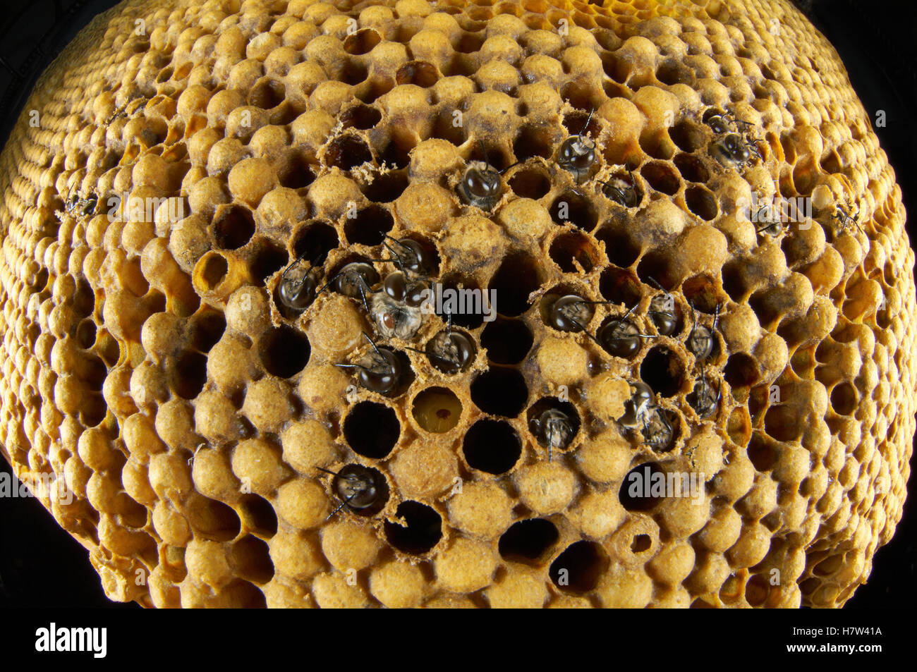 Honey Bee (Apis mellifera) honeycomb with drone males hatching, while ...