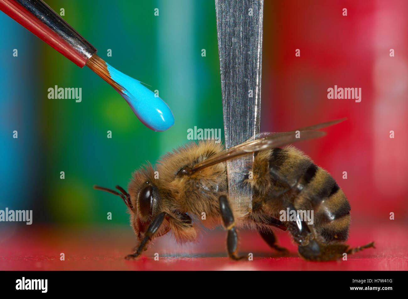 Honey Bee (Apis mellifera) being held with tweezers and marked with a ...